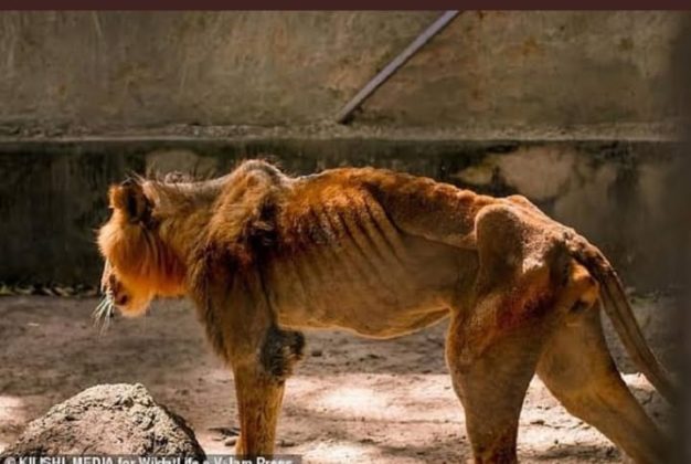 "RIP Lion, you fought a good fight" - Nigerians react as hunger kills ...