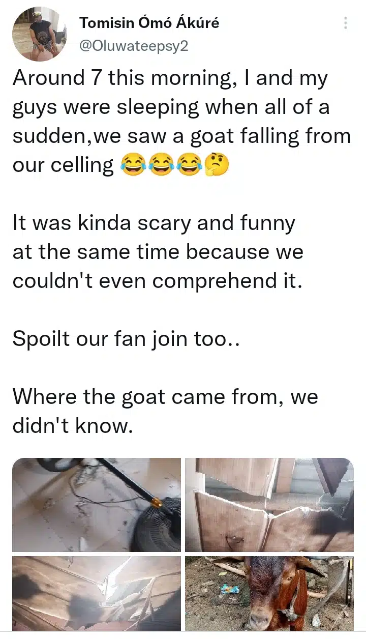 Nigerian lady cries out as strange goat falls from ceiling (Photos)
