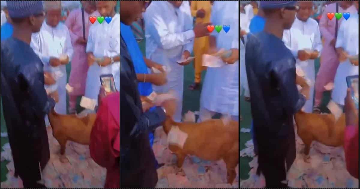 Nigerian youths throw party for goat, spray lavishly on it (Video)