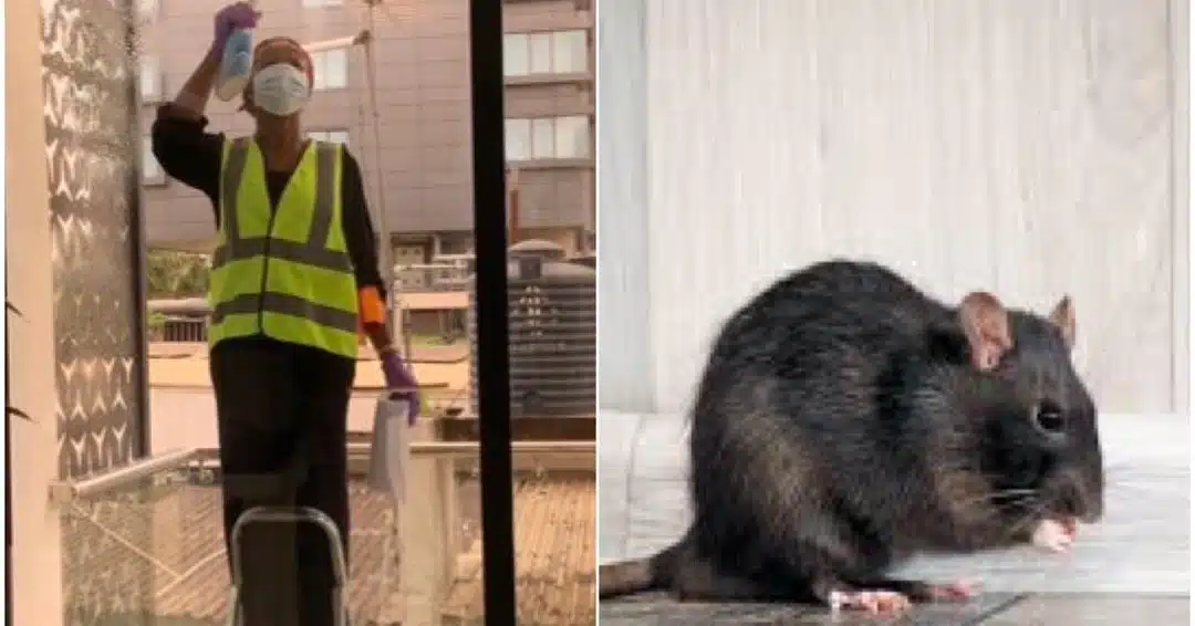 "Leave only one rat alive" - Lady begs fumigation company