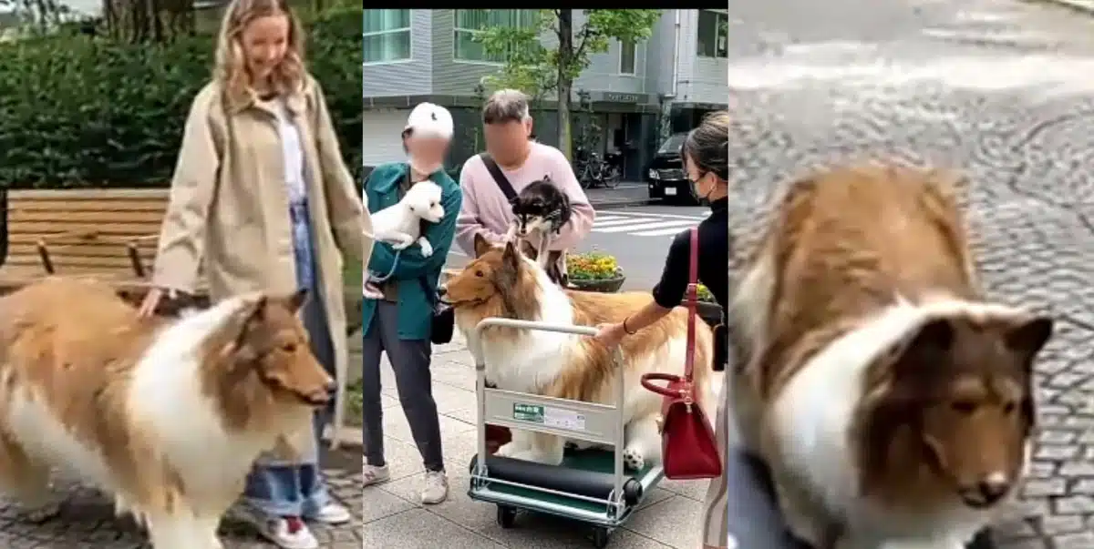 Japanese man, Toco spent $20k to become a Dog