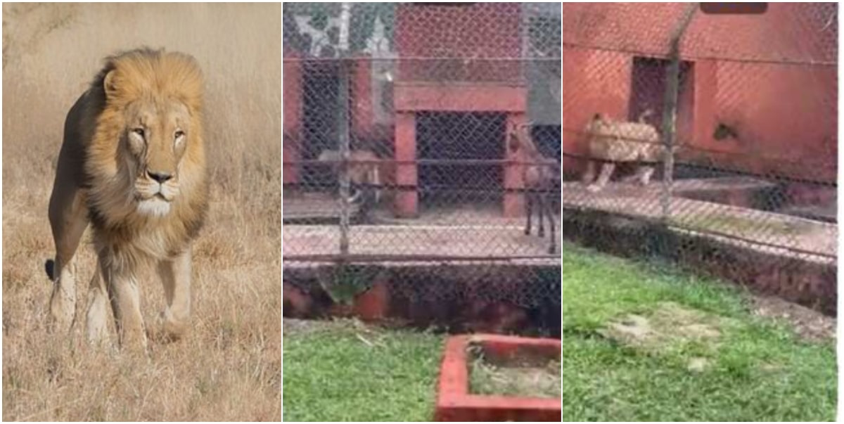 Hungry lion causes stir as it refuses to eat goat at Benin zoo, flees ...