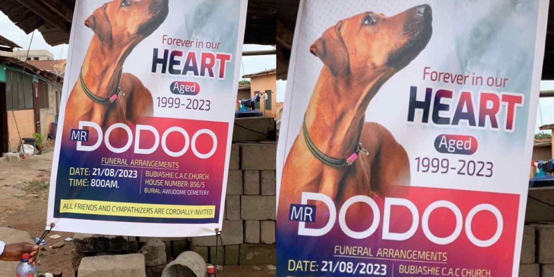 Viral obituary poster of dog which died at 24 causes a buzz online