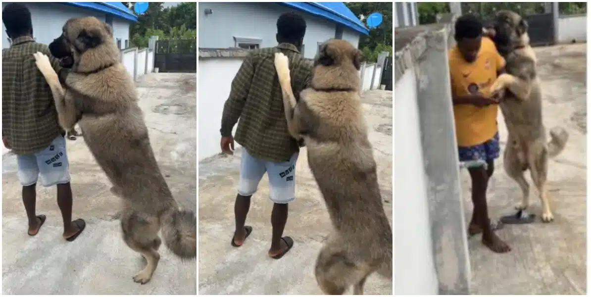 "How dog go tall pass me" - Nigerian man causes buzz as he shows off ...