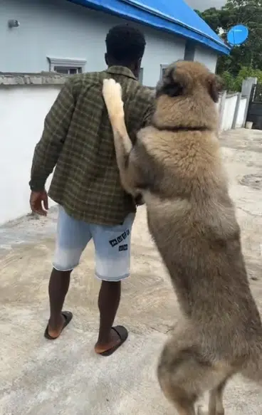 "How dog go tall pass me" - Nigerian man causes buzz as he shows off ...