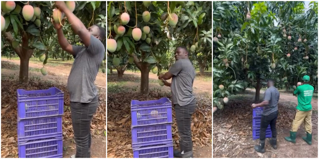 Man stuns many as he returns home from UK to start farming, shows off ...