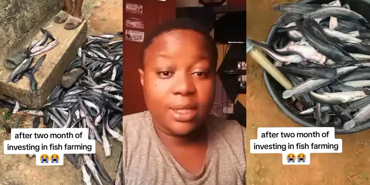 Nigerian farmer loses hundreds of catfish in fish farming venture