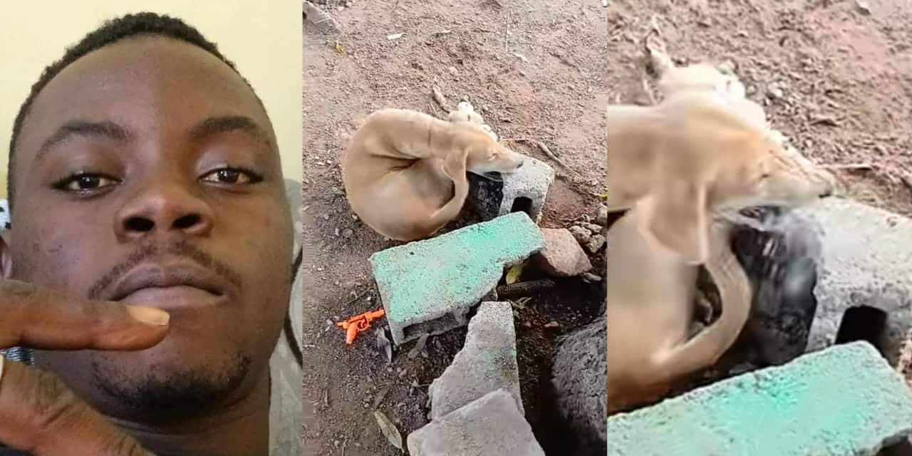 Man shares video of his dog desperately eating a brick