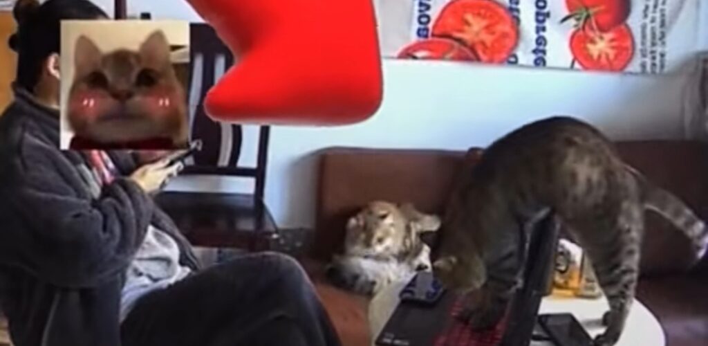 Woman loses job as cat accidentally sends resignation letter