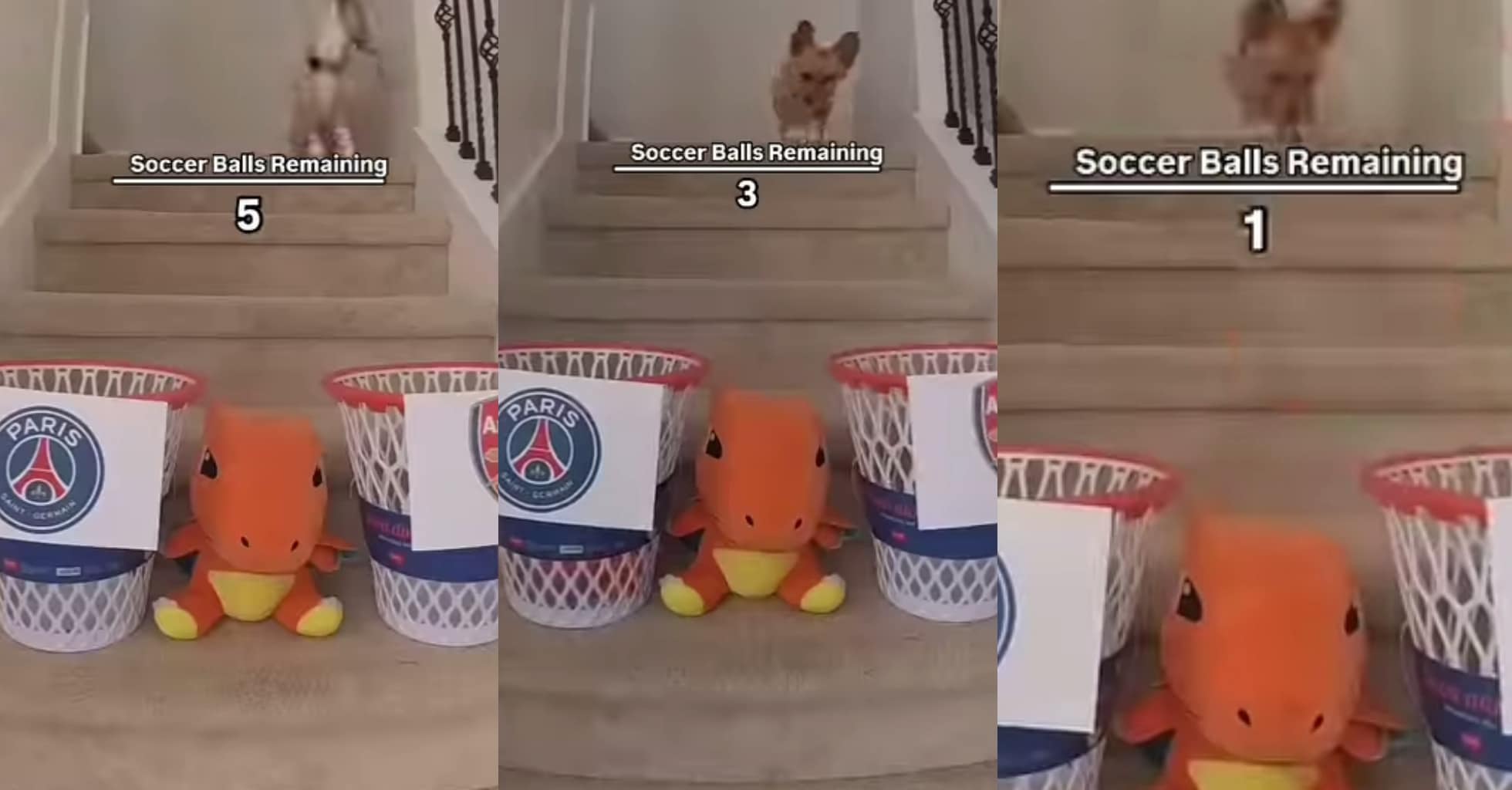Dog predicts semifinal result ahead of Arsenal vs PSG match