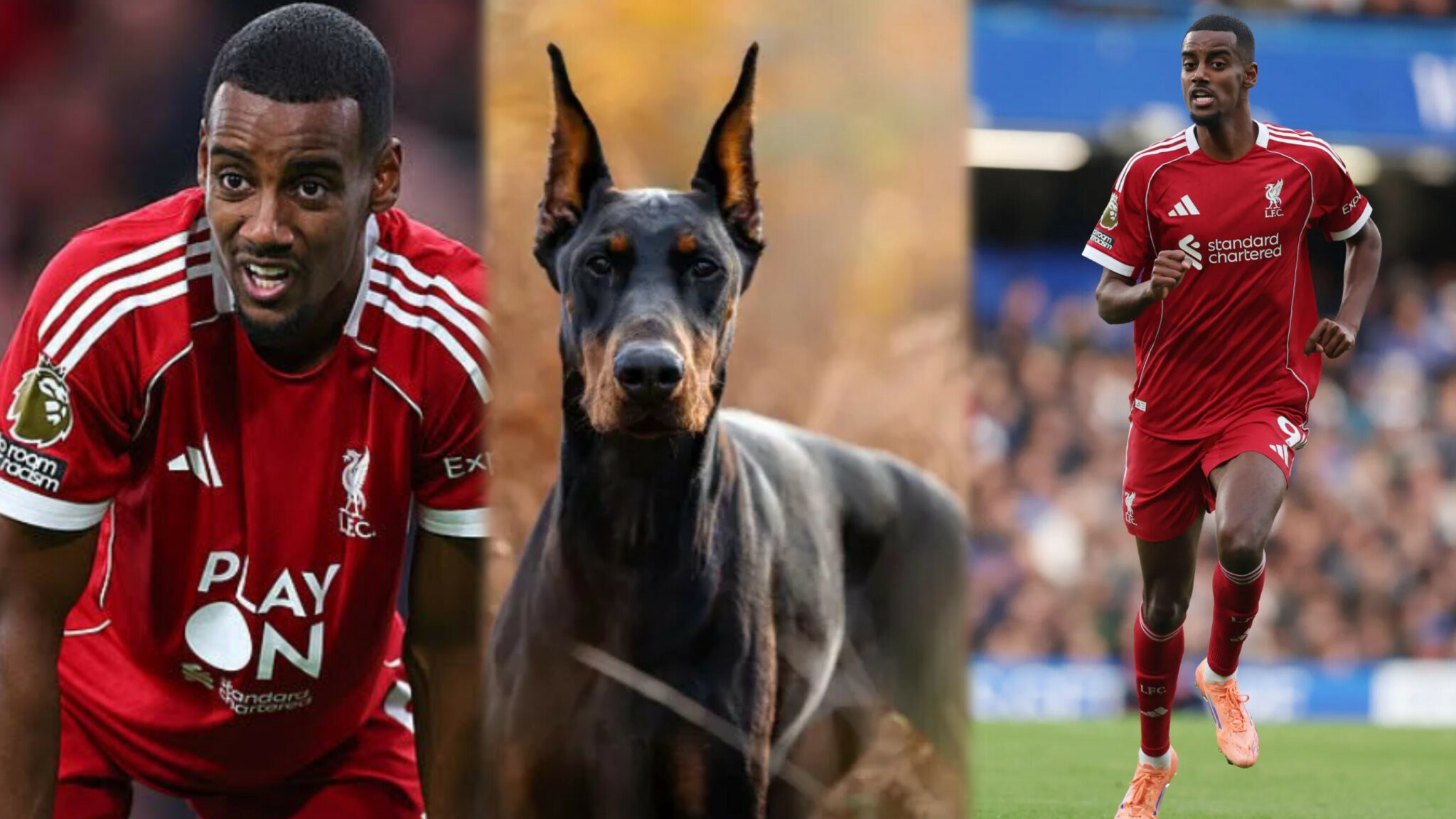 Liverpool’s Alexander Isak buys £30k protection dog after receiving ...