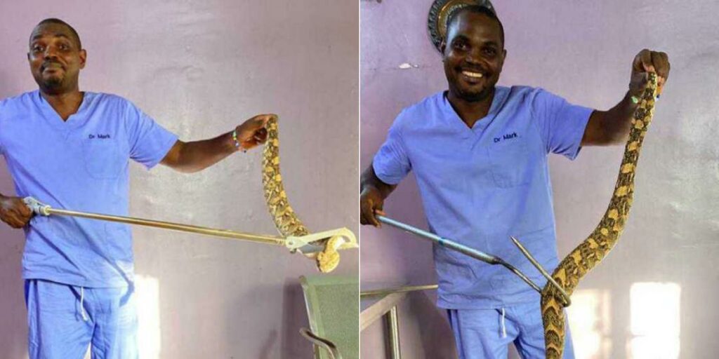 "What attracts snakes to your house" - Snake expert Dr Mark Ofua