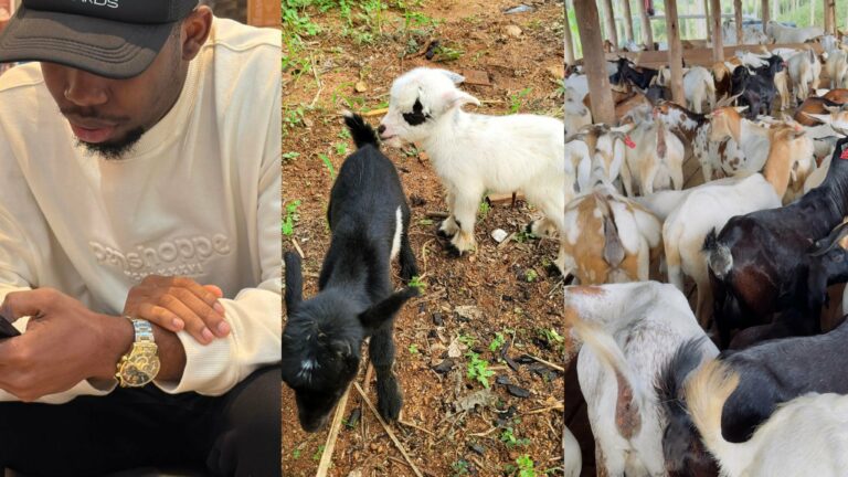 “She called me broke, so i bought two goats instead” — Man shares ...